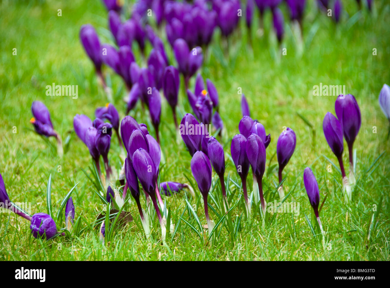 A field of flowers in a winter day Stock Photo - Alamy