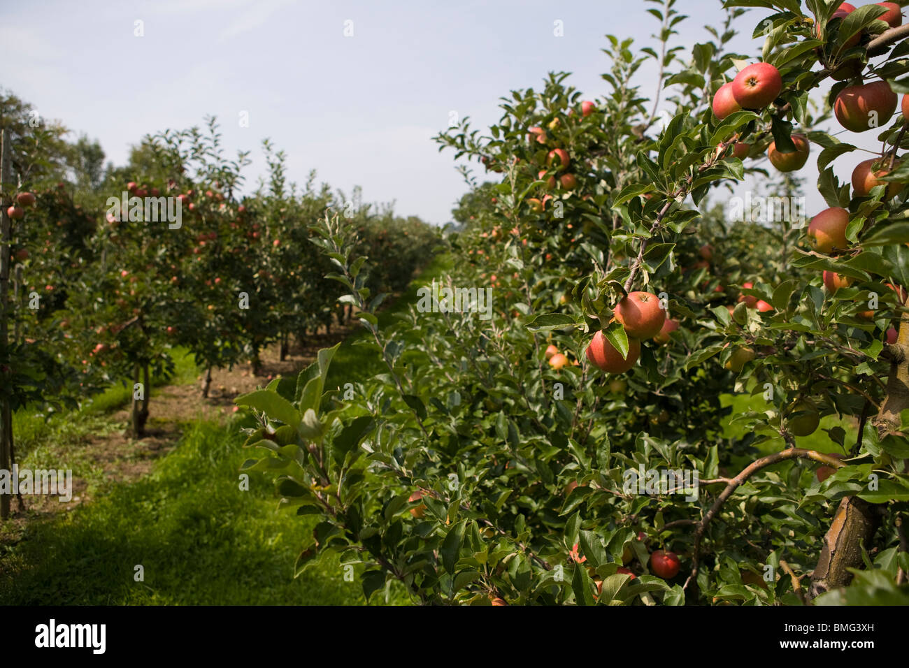 Apples with names hi-res stock photography and images - Alamy