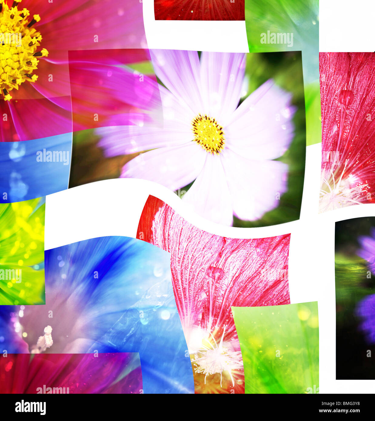 Blooms and blossoms collage hi-res stock photography and images - Alamy