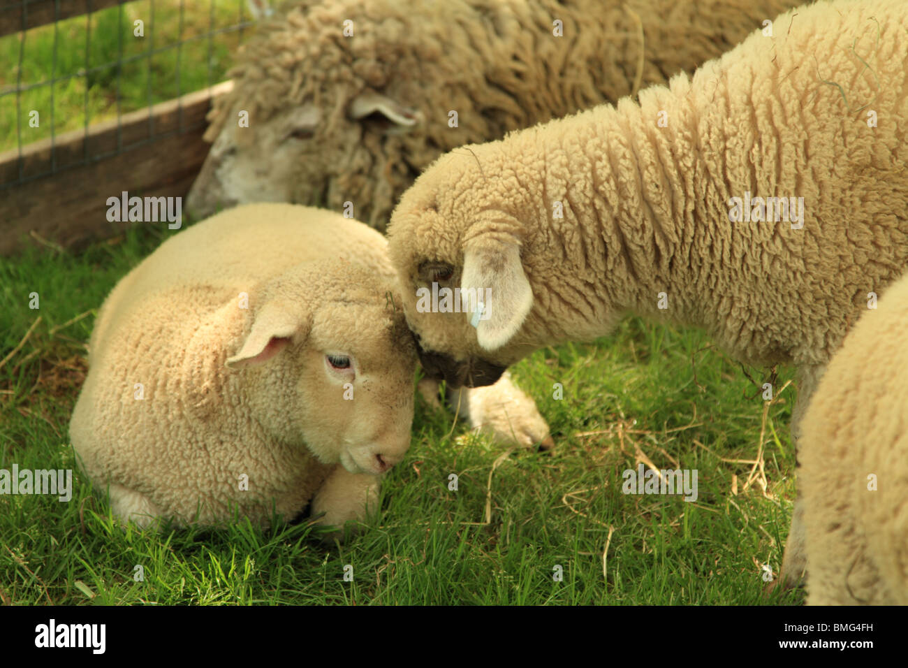 Muzzling hi-res stock photography and images - Alamy