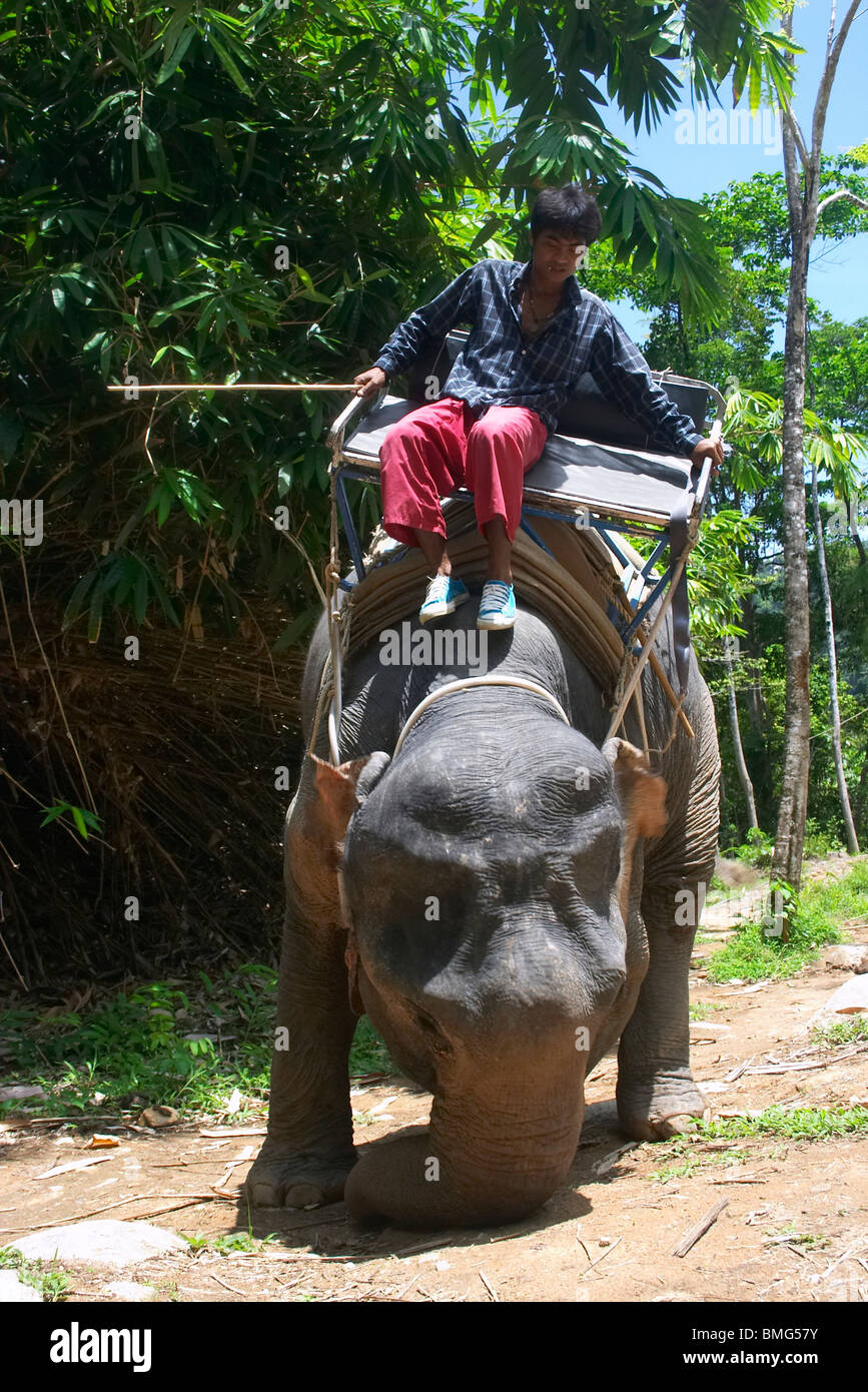 Young Thai riding an elephant Stock Photo - Alamy