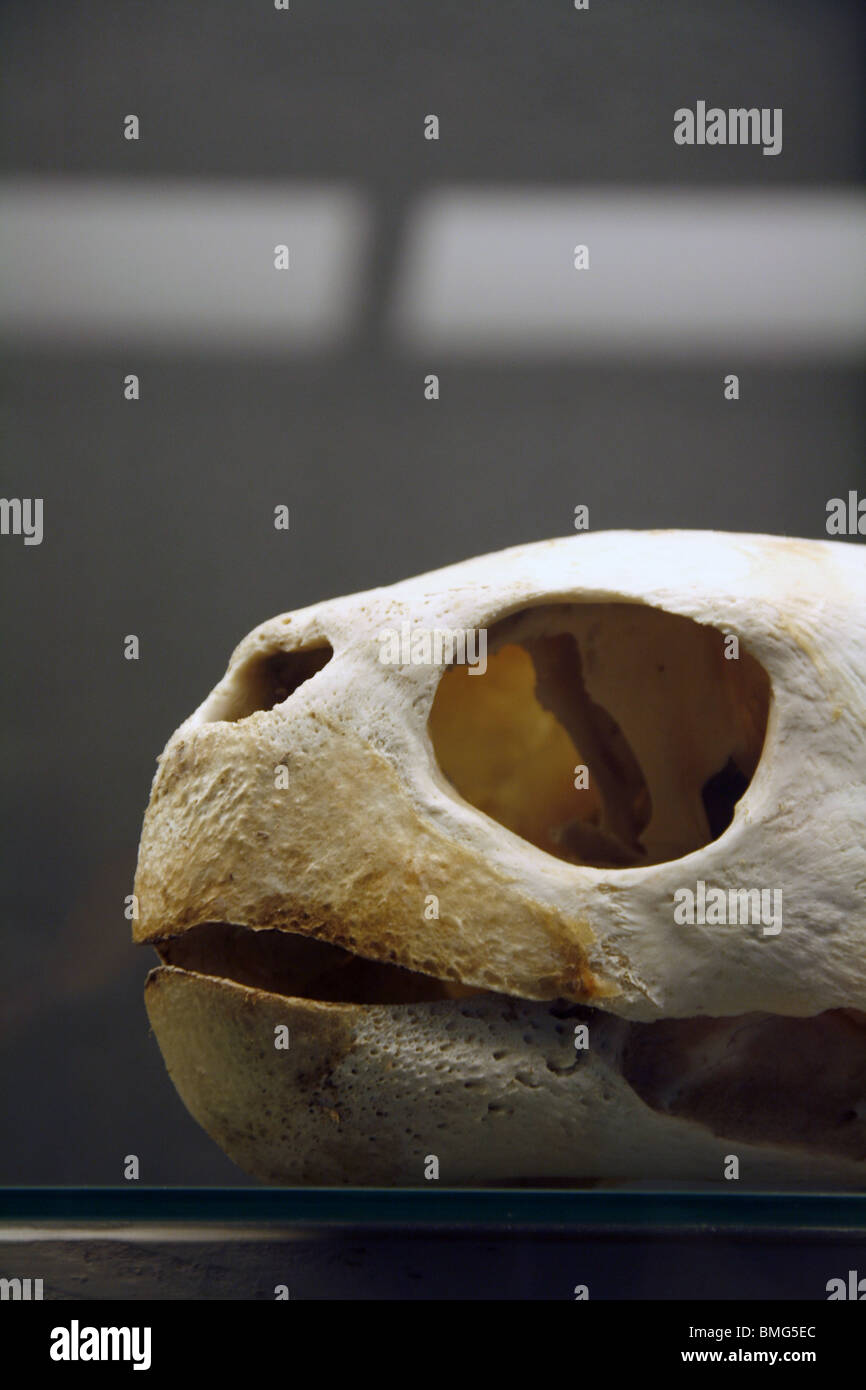 turtle skeleton at natural history museum Stock Photo - Alamy