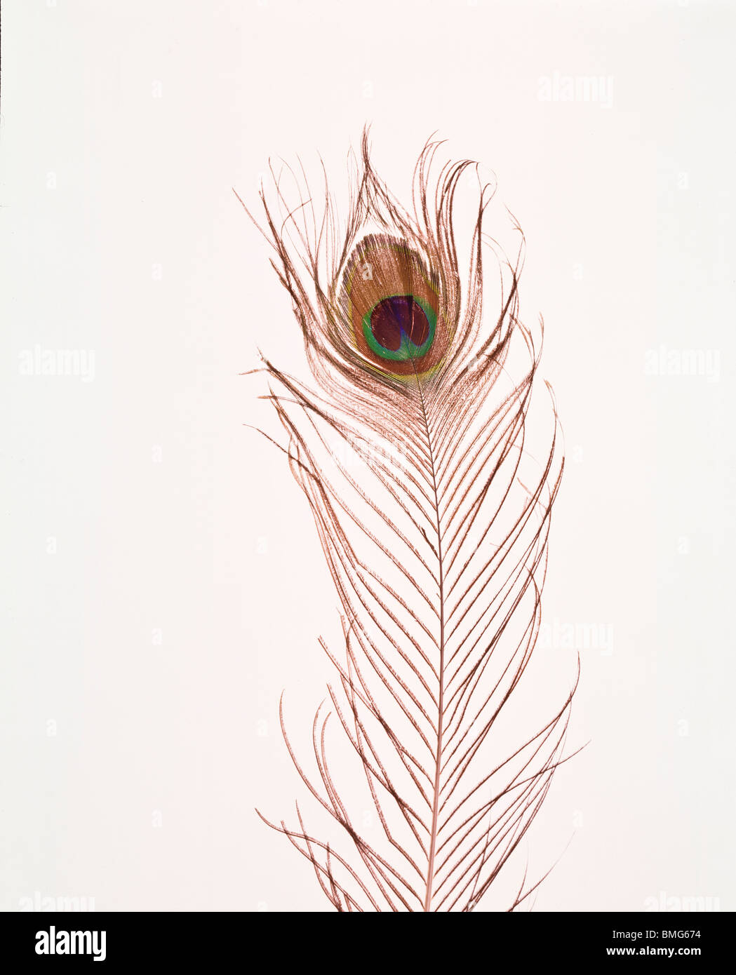 One peacock feather white background copy space Stock Photo - Alamy