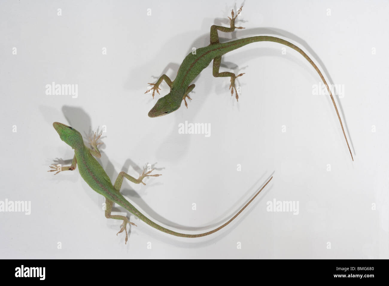 anolis lizards on white background , reptile Stock Photo - Alamy