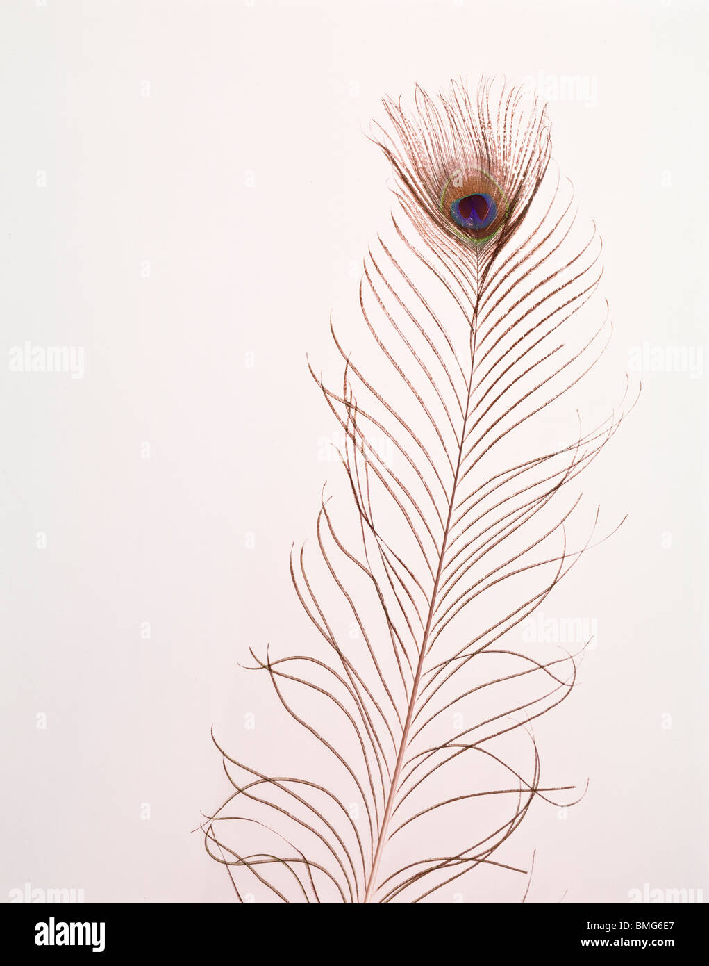 One peacock feather white background copy space Stock Photo - Alamy