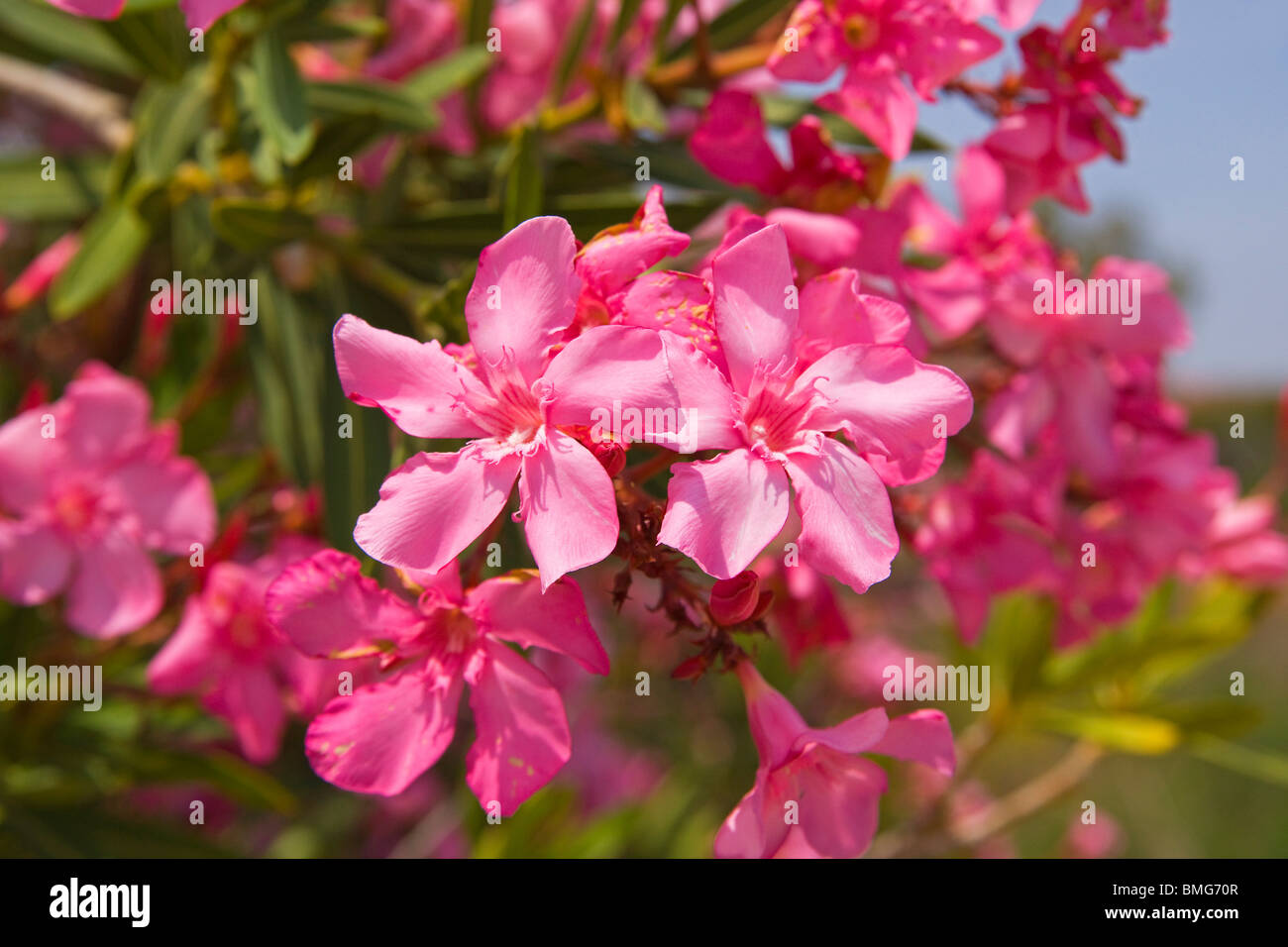 Cyprus, flowering roadside pink blossom bougainvillea, May, Larnaka ...