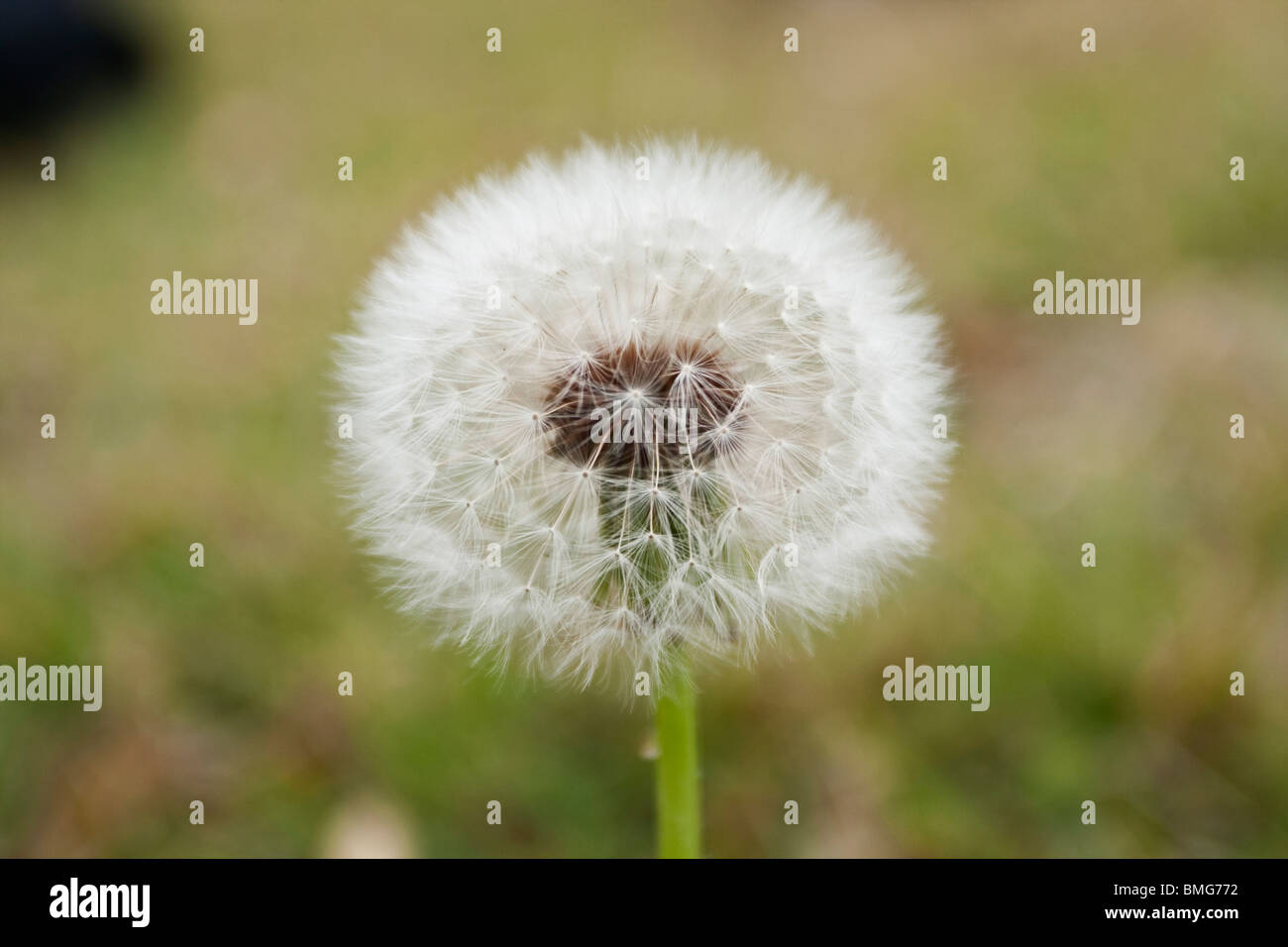 Common Dandelion Parachute, Beijing Botanical Garden, Beijing, China ...