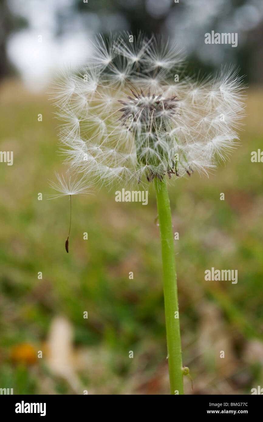 Dandelion seeds blowing in wind hi-res stock photography and images - Alamy