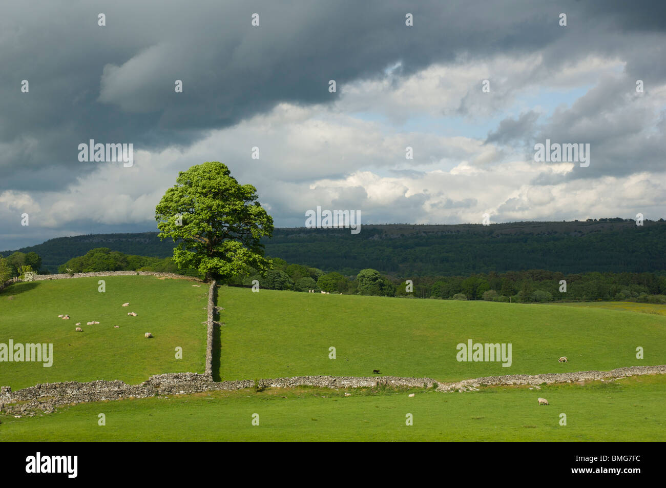 Lyth Valley, Cumbria, England UK Stock Photo - Alamy
