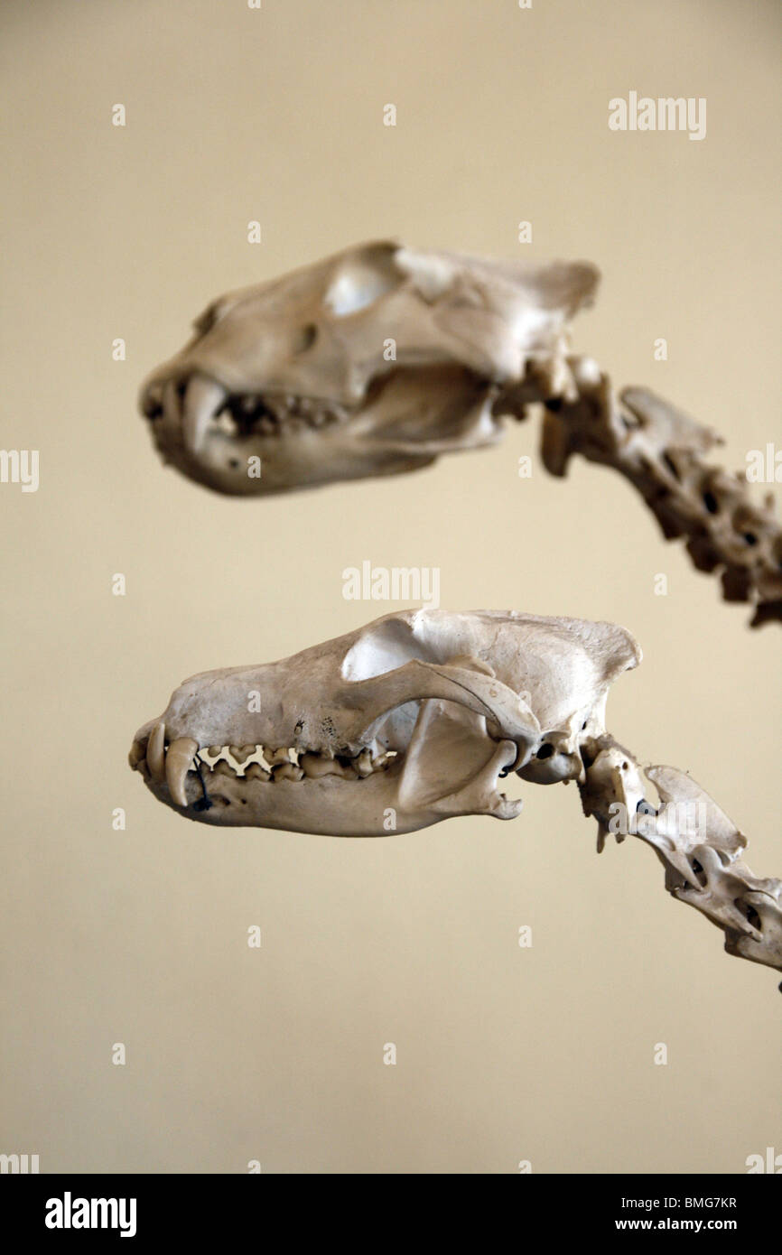 Lion skeleton art hi-res stock photography and images - Alamy