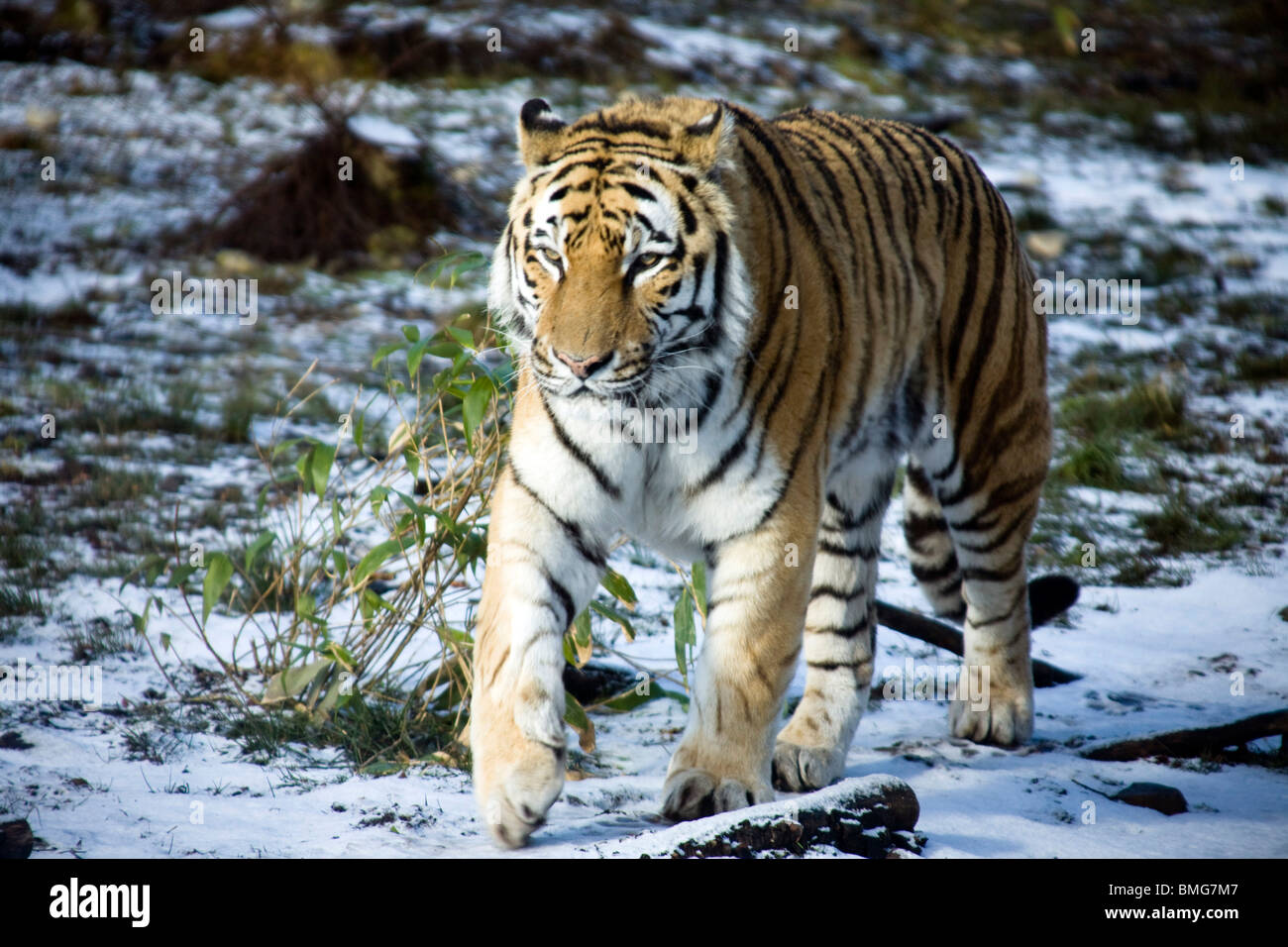 This view is of a prowling Amur Tiger Stock Photo - Alamy