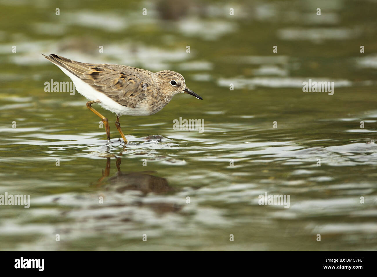 Temminck’s stint hi-res stock photography and images - Alamy