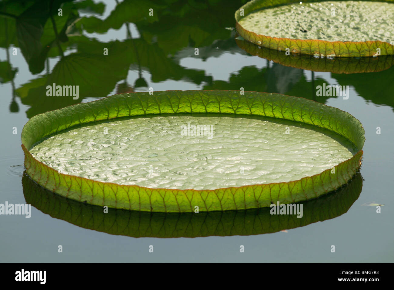 Giant Water Lily pads in Garden of Blossoming Spring, Yuanmingyuan Park ...