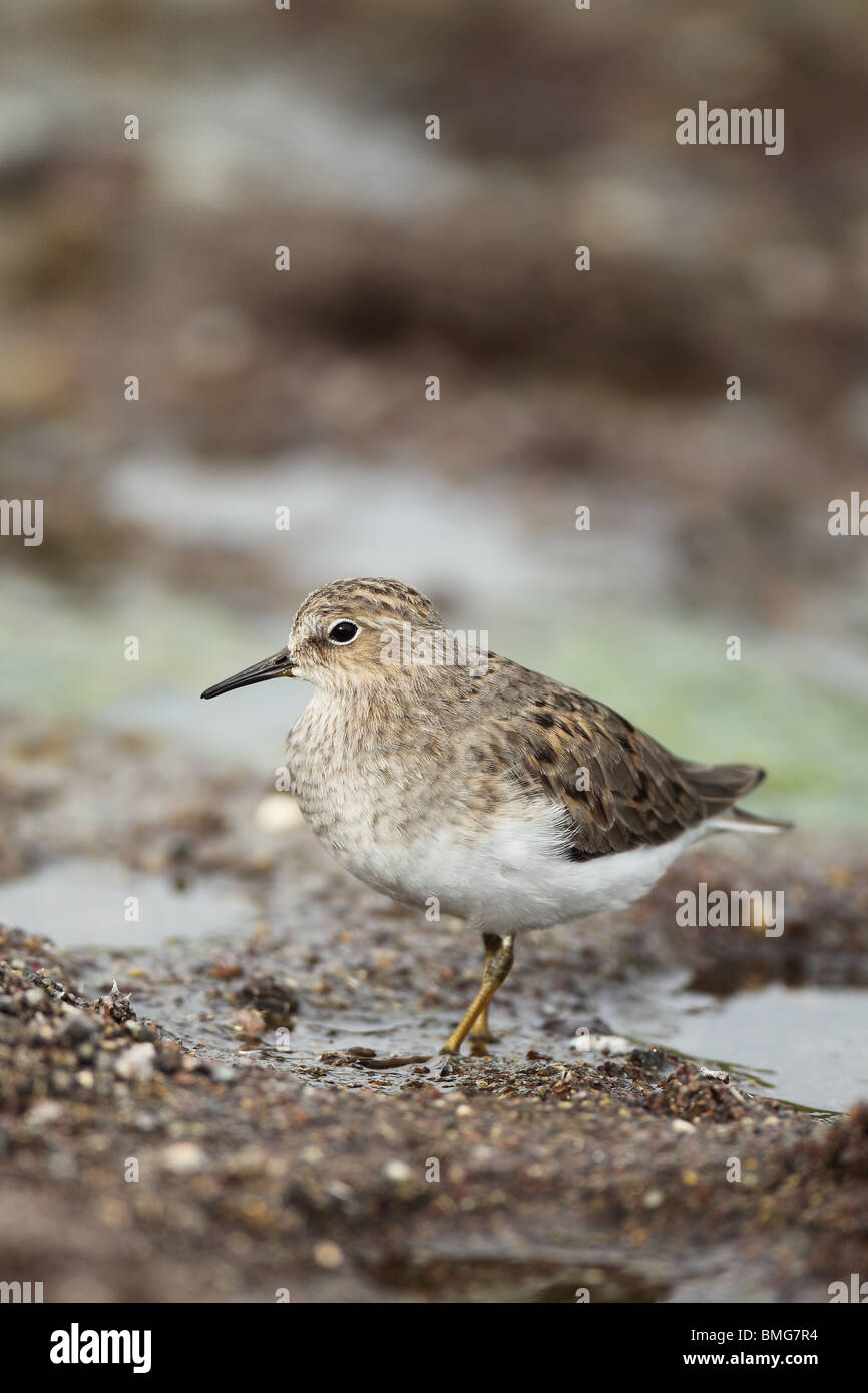 Temminck’s stint hi-res stock photography and images - Alamy