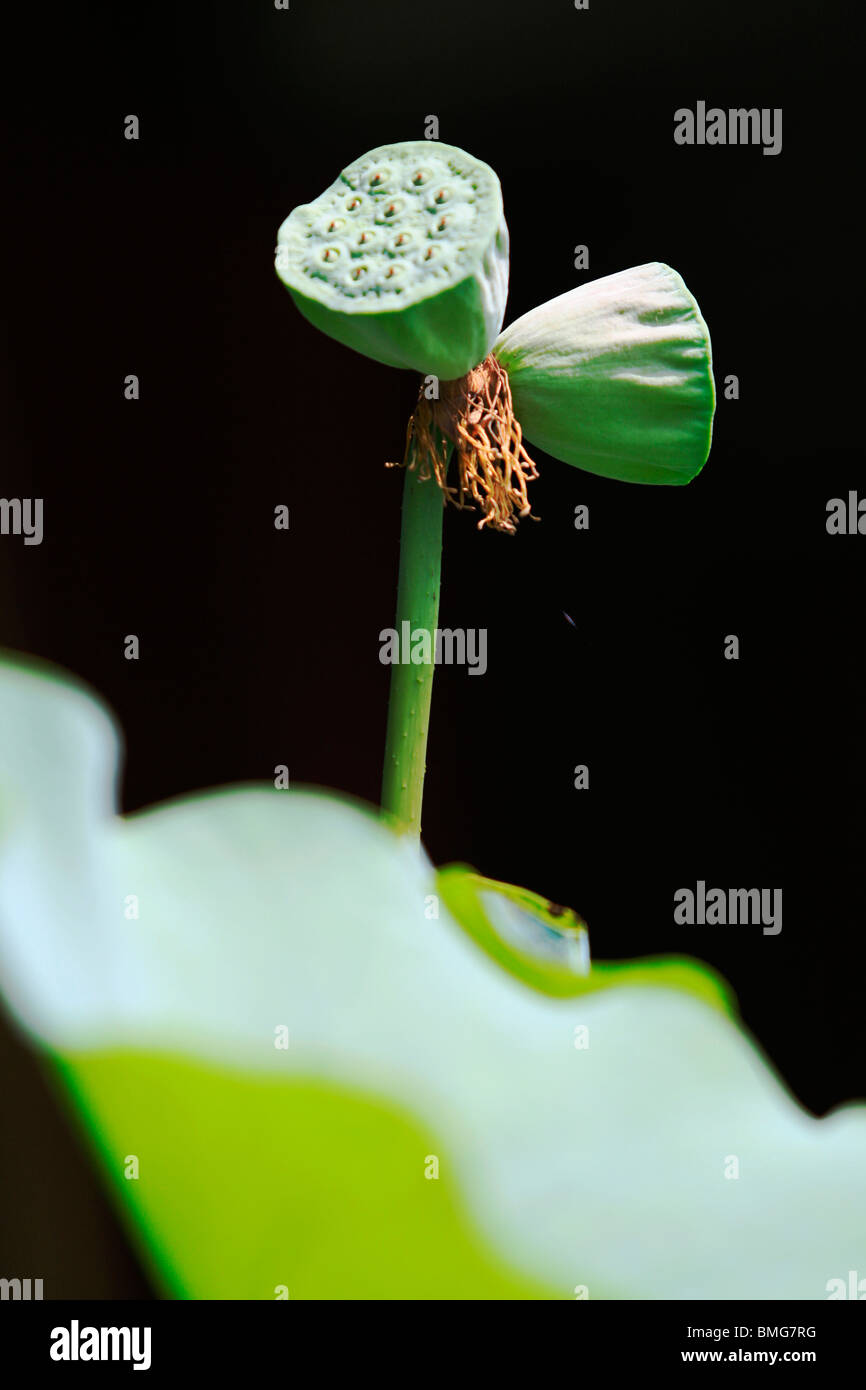 Lotus stalk hi-res stock photography and images - Alamy