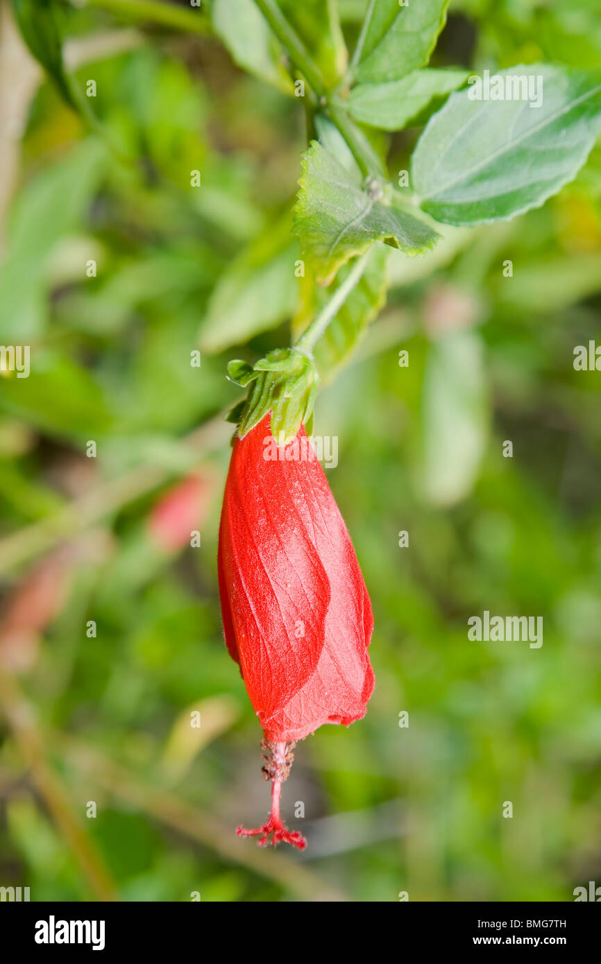 Malvaviscus Penduliflorus High Resolution Stock Photography and Images ...