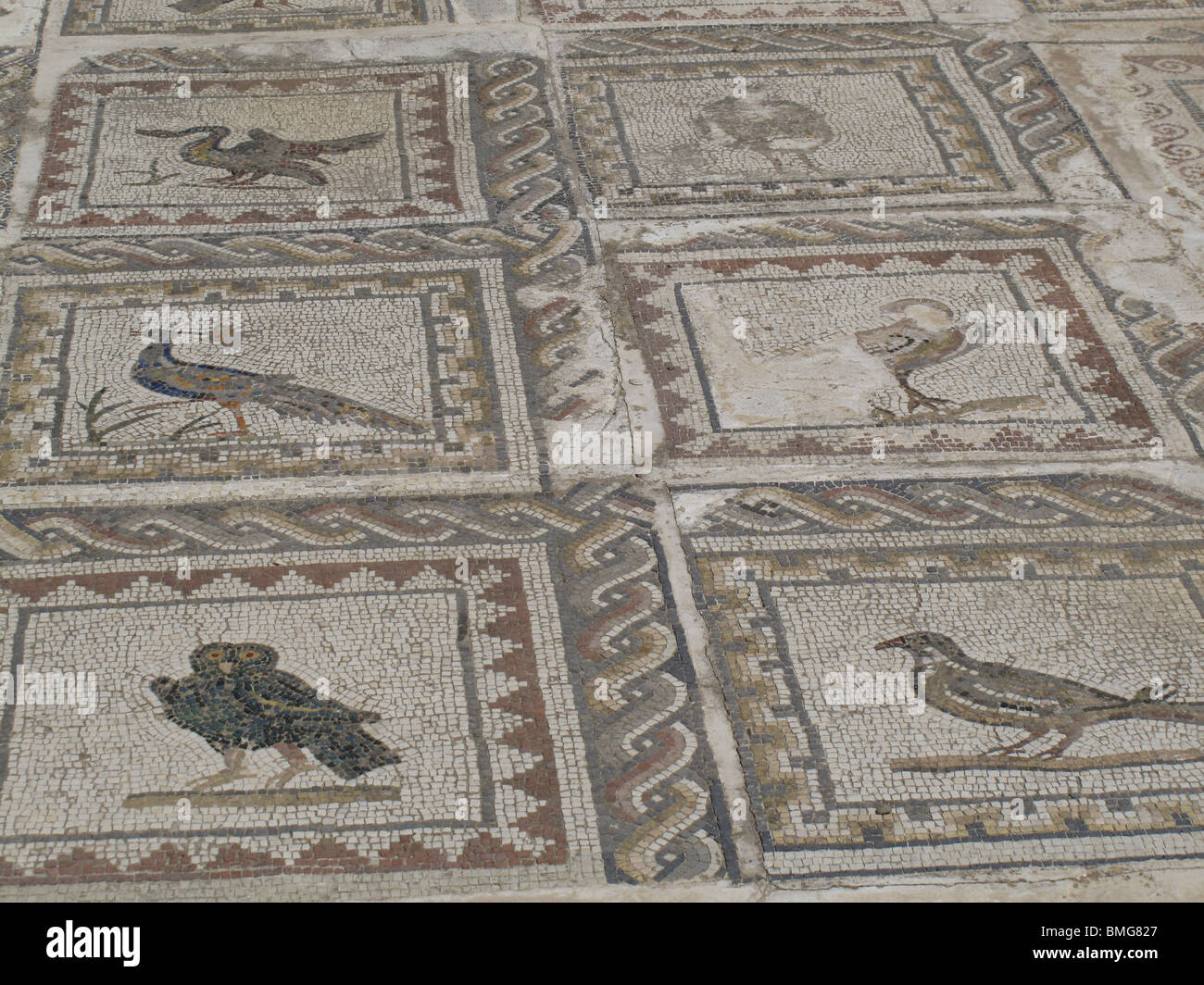 Roman mosaic of Birds in Italica. Seville province. Andalusia. Spain ...