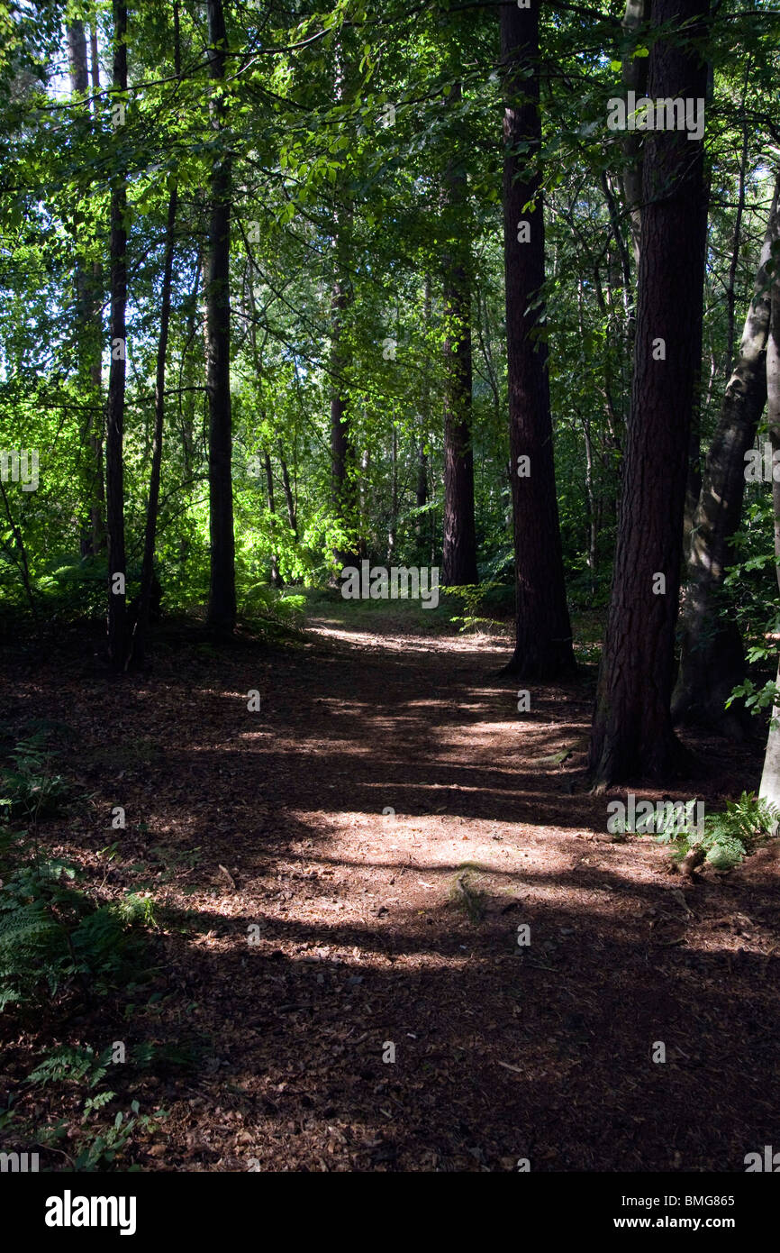 Dappled sunlight over a woodland walk Stock Photo - Alamy