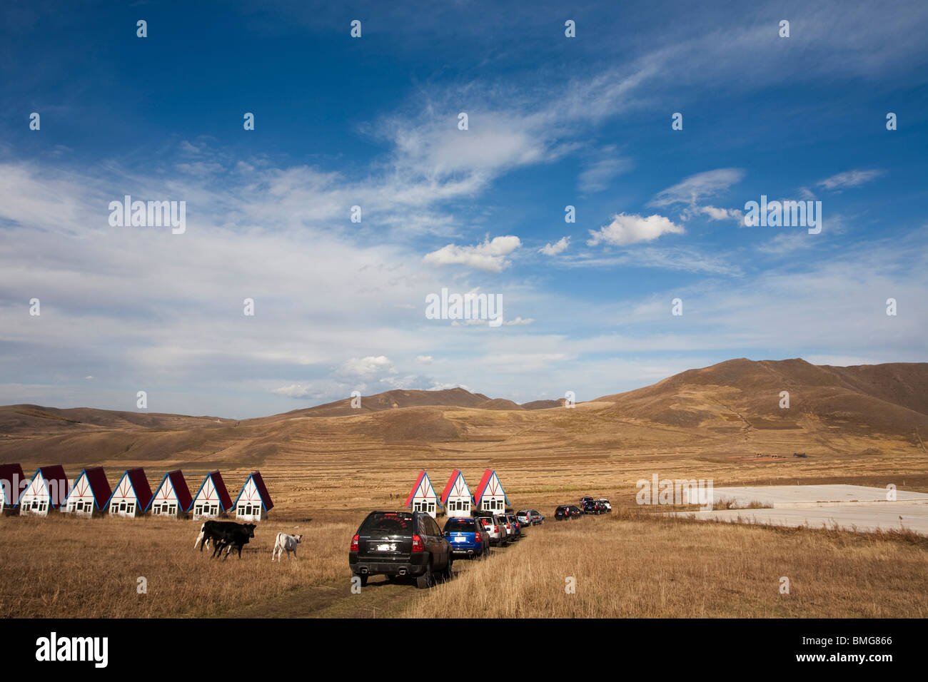 Hebei bashang cattle hi-res stock photography and images - Alamy