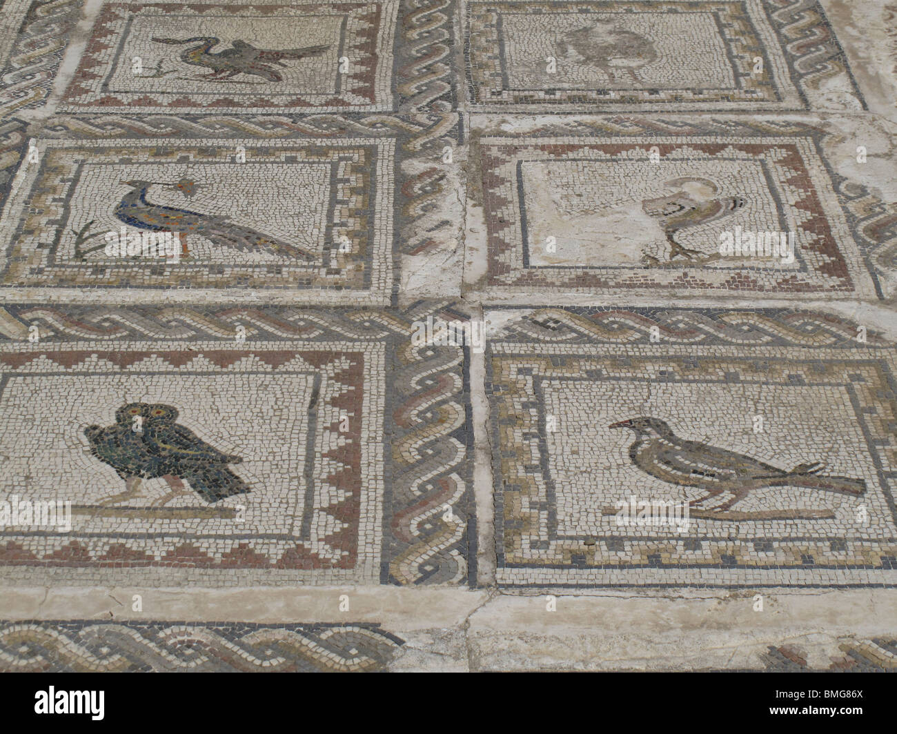 Roman mosaic of Birds in Italica. Seville province. Andalusia. Spain ...