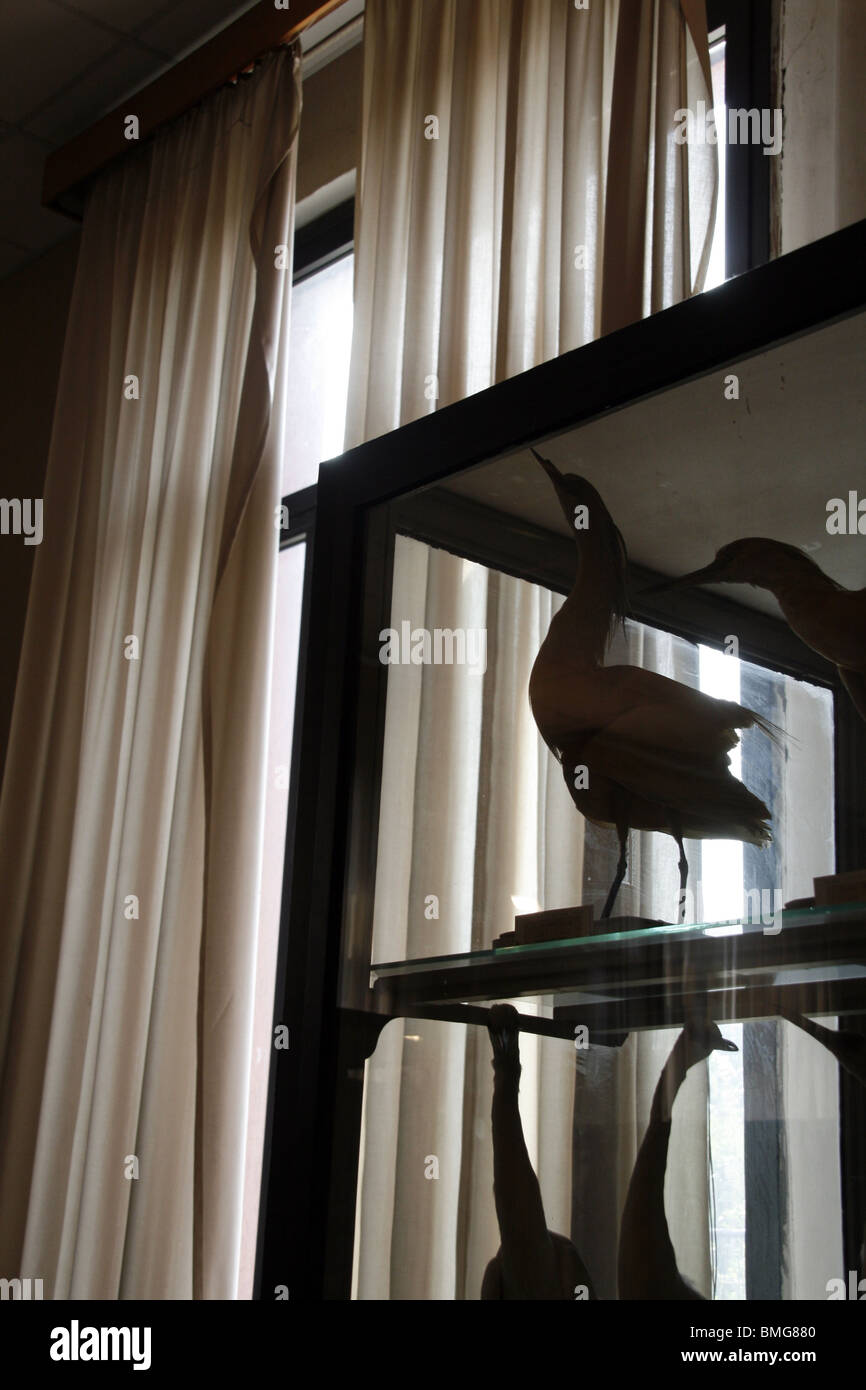 stuffed birds in a museum display case Stock Photo - Alamy
