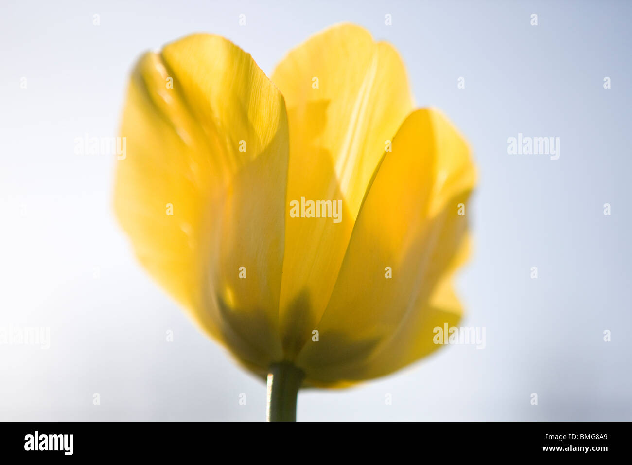 A yellow tulip in full bloom, close up Stock Photo - Alamy