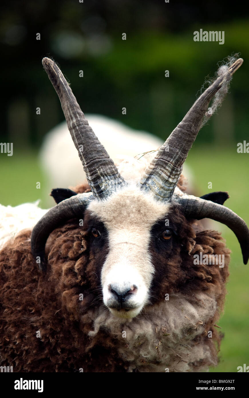 flock of rare breed jacob sheep Stock Photo - Alamy