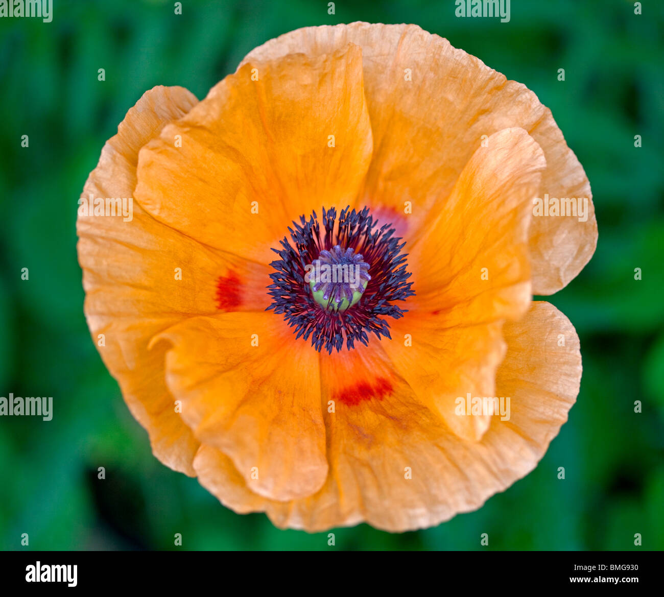Orange Oriental Poppy (papaver orientalis Stock Photo - Alamy