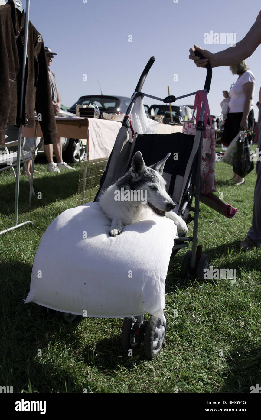 A blind and deaf dog is taken around a car boot fair by his owner Stock ...