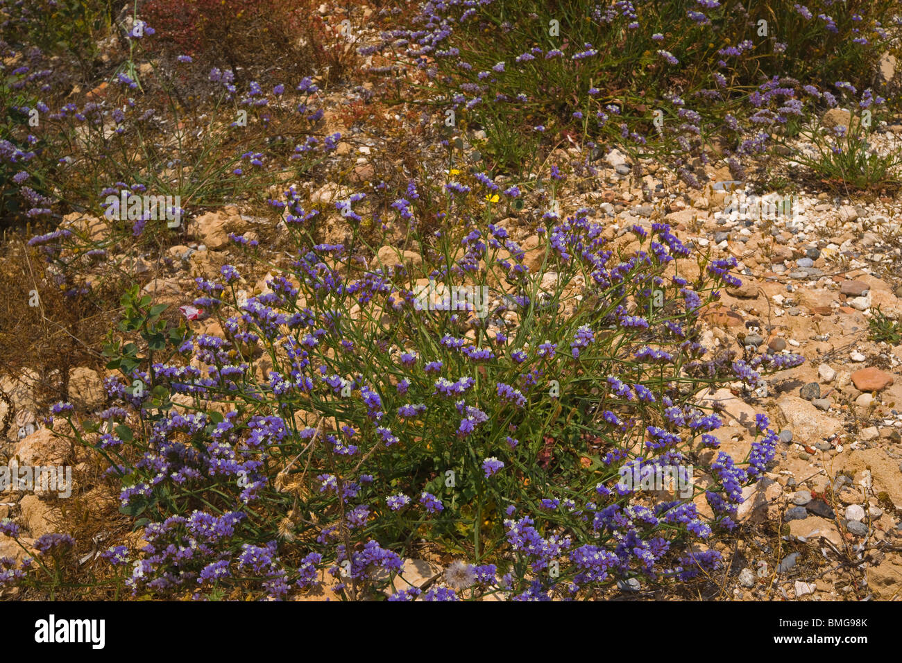 Cyprus Paphos, pafos, beach, spring flowers Stock Photo - Alamy