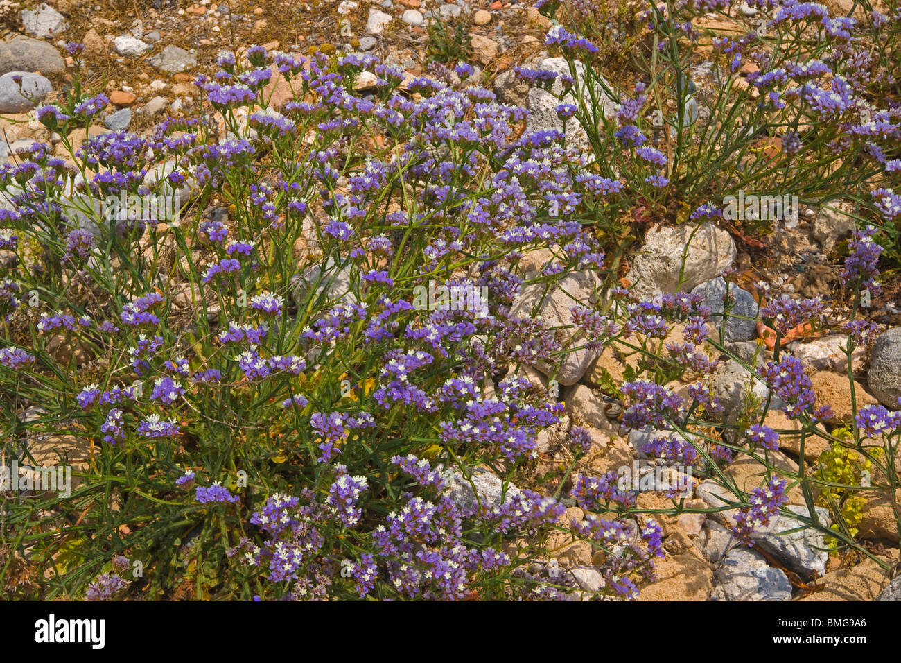 Cyprus Paphos, pafos, beach, spring flowers Stock Photo - Alamy
