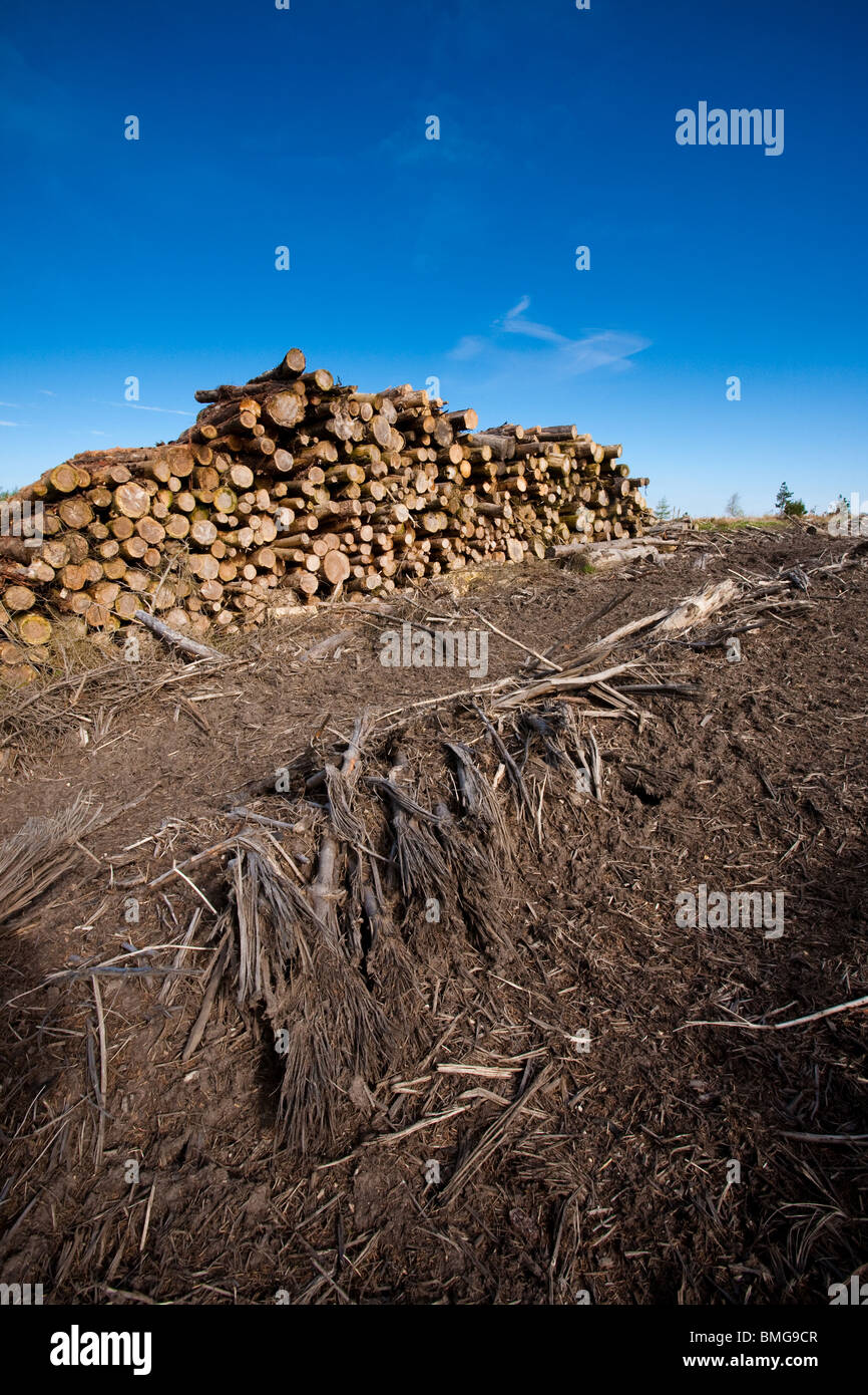 Deforestation england hi-res stock photography and images - Alamy