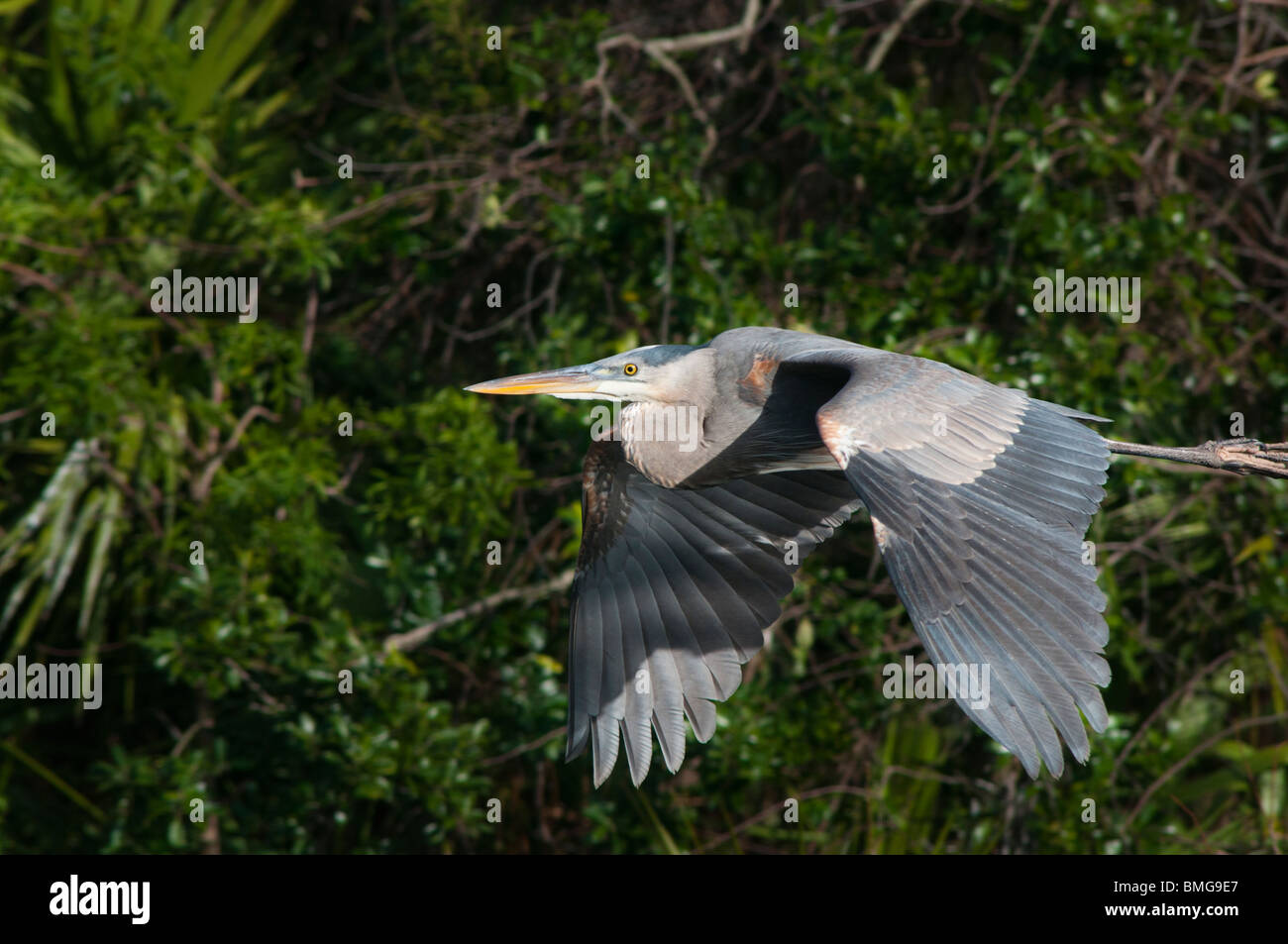 The heron is flying hi-res stock photography and images - Alamy