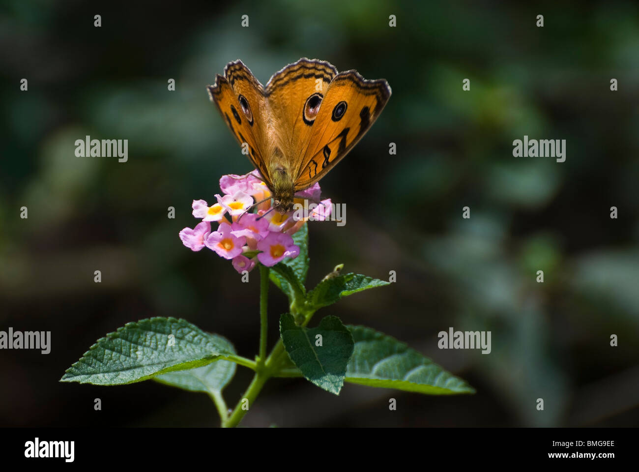 Peacock Pansy butterfly (Junonia Almana Stock Photo - Alamy