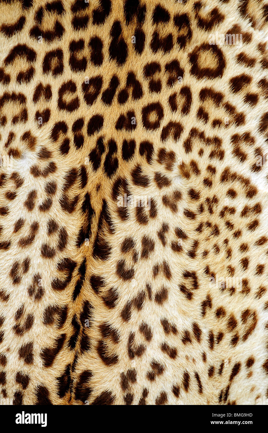 Leopard Skin Background High Resolution Stock Photography and Images ...