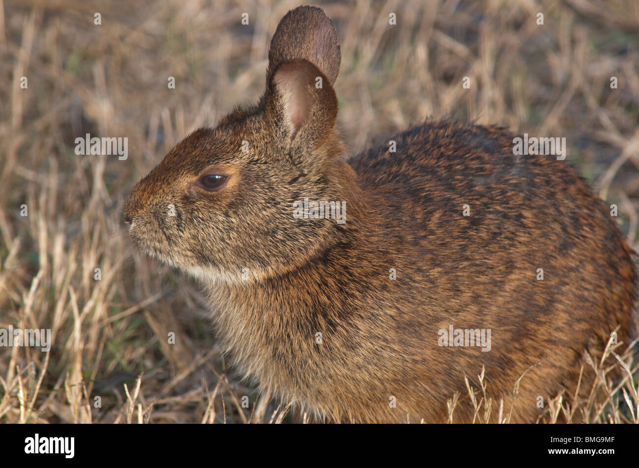 Eastern Cottontail Rabbit Stock Photo - Alamy