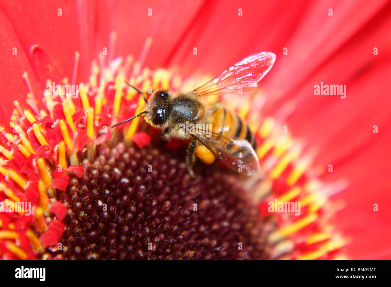 close up of honey bee pollinating a gerbera daisy Stock Photo - Alamy