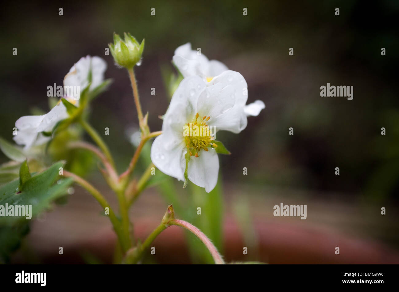 Flowering Strawberry Plant Stock Photo - Alamy
