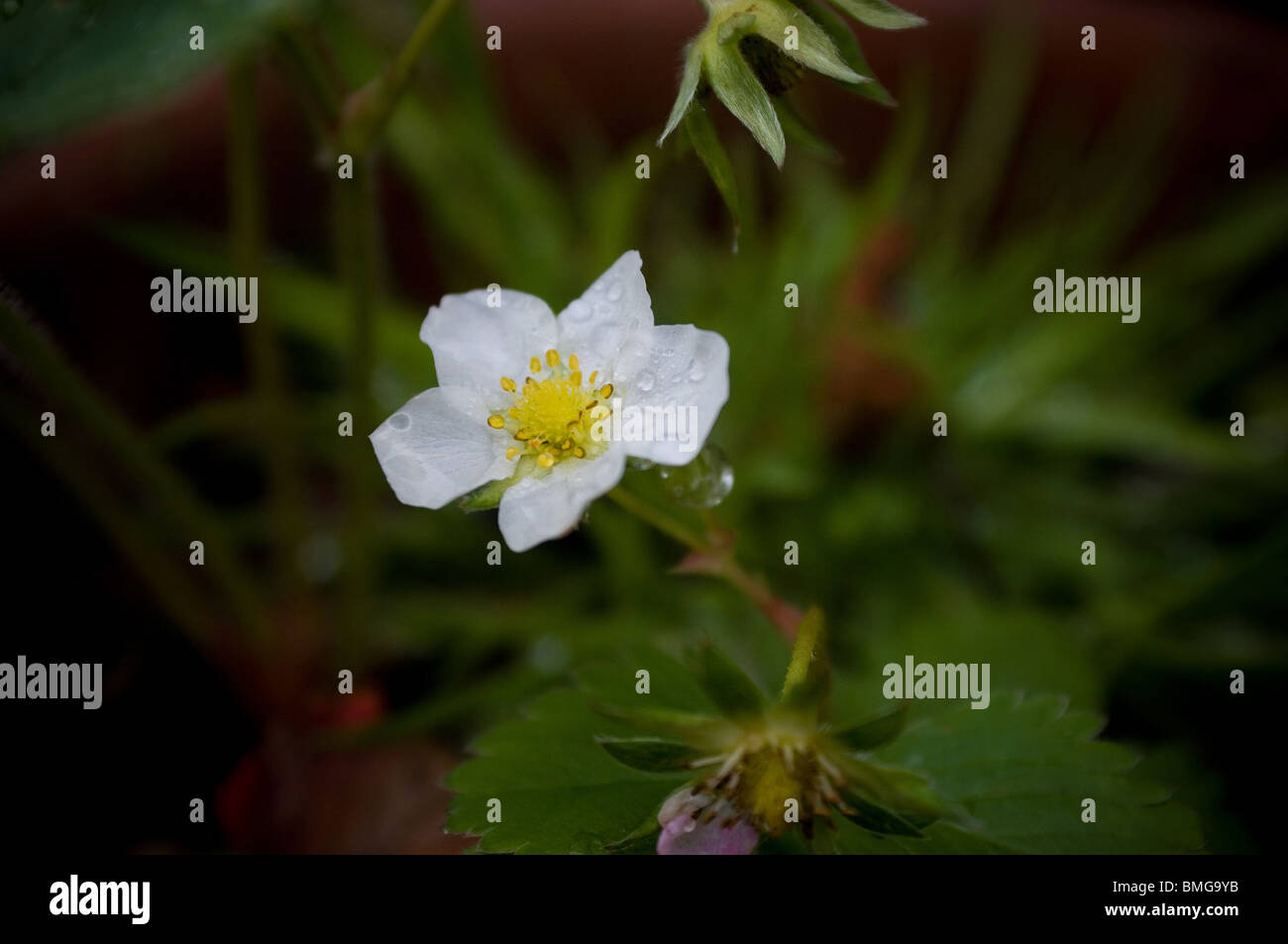 Flowering Strawberry Plant Stock Photo - Alamy