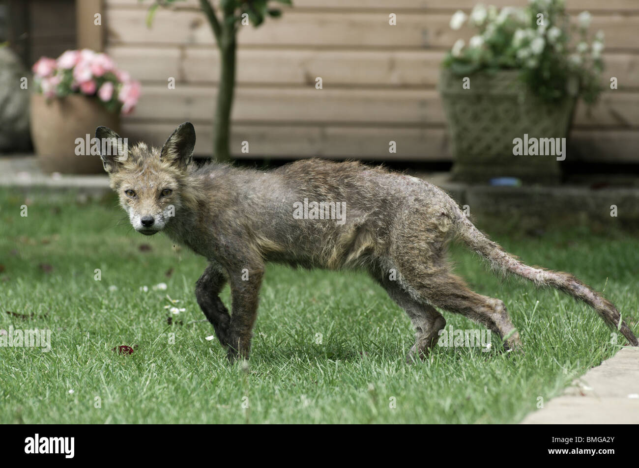 A mangy fox in an urban garden Stock Photo - Alamy