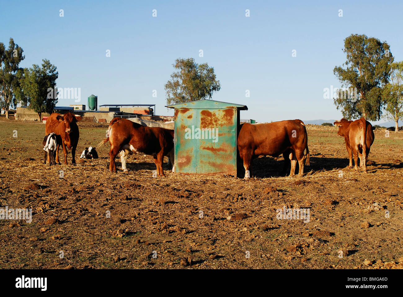Vaca espanola hi-res stock photography and images - Alamy