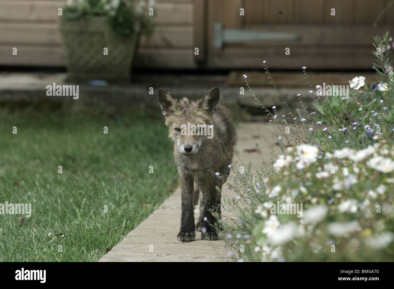 A mangy fox in an urban garden Stock Photo - Alamy