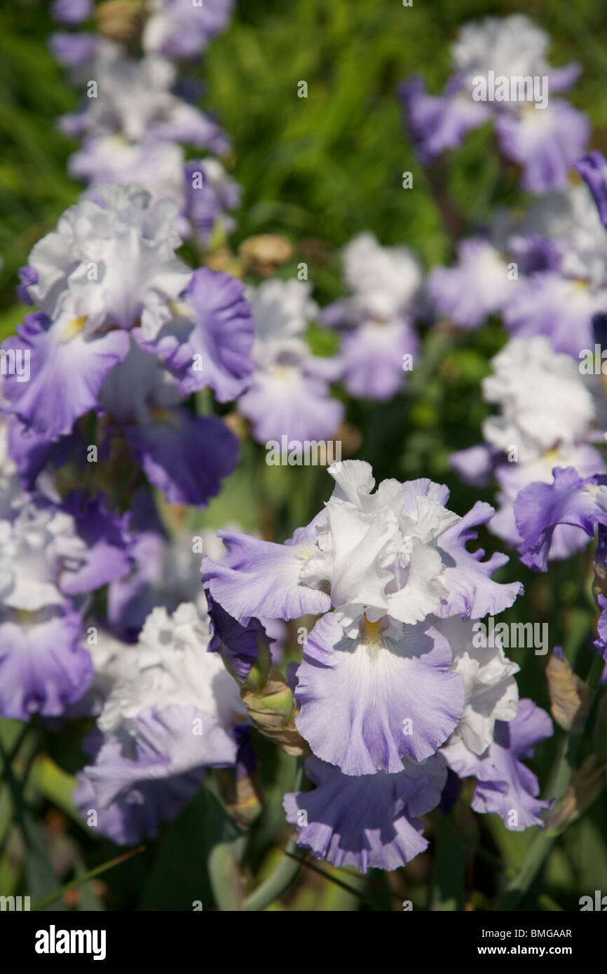 Iris Lark Rise Flowers in a Surrey Garden in June Stock Photo - Alamy