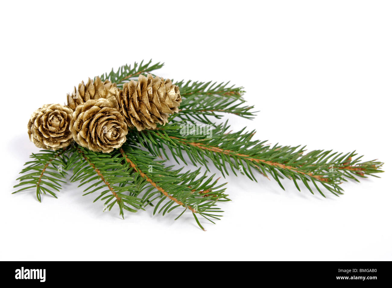 Twig of the spruce decorated with cones Stock Photo - Alamy