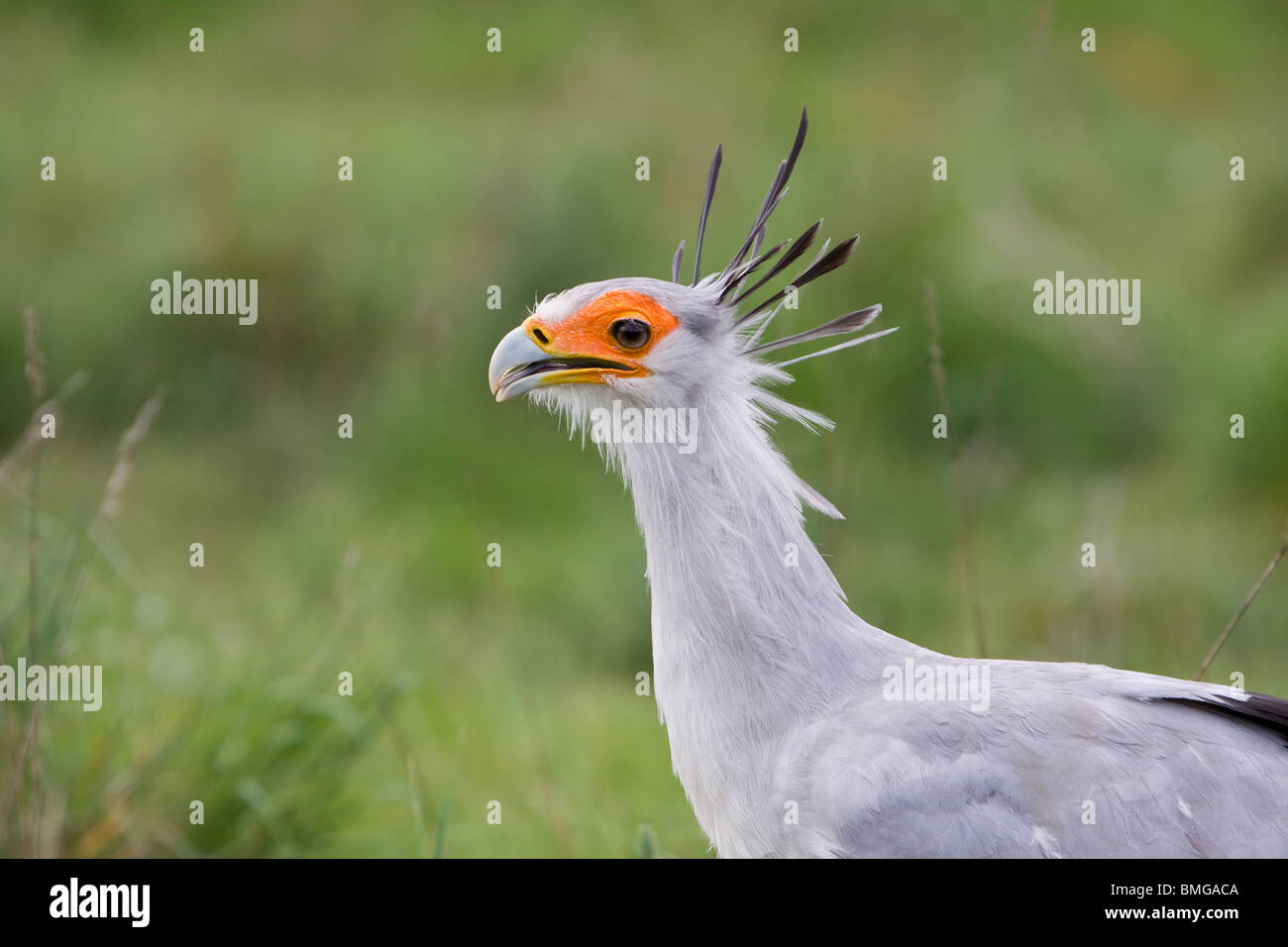 Secretary bird, Sagittarius serpentarius Stock Photo - Alamy