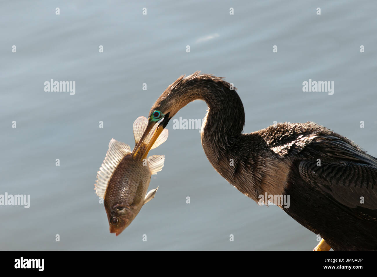 Anhinga with prey Stock Photo - Alamy