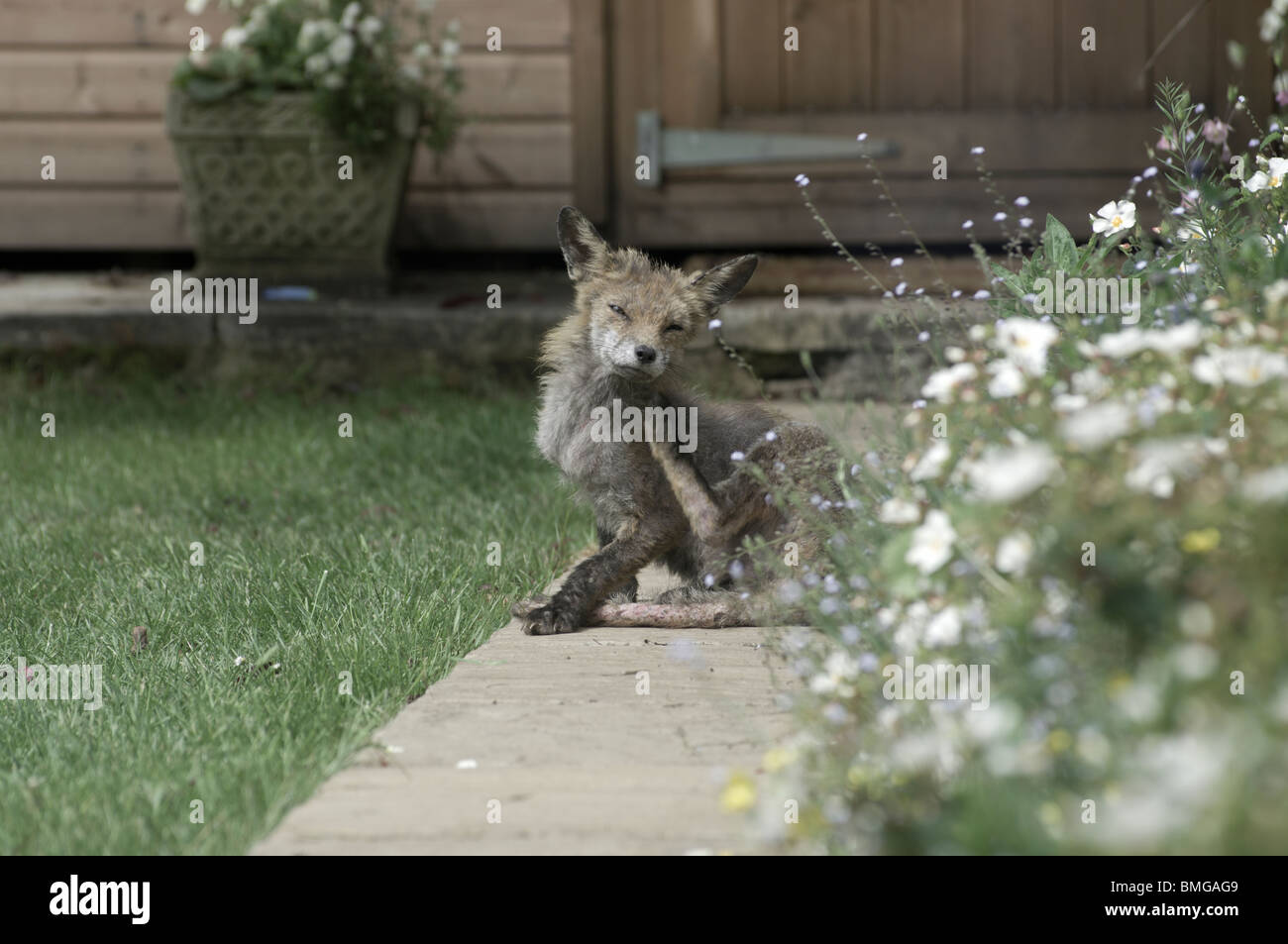 A mangy fox in an urban garden Stock Photo - Alamy