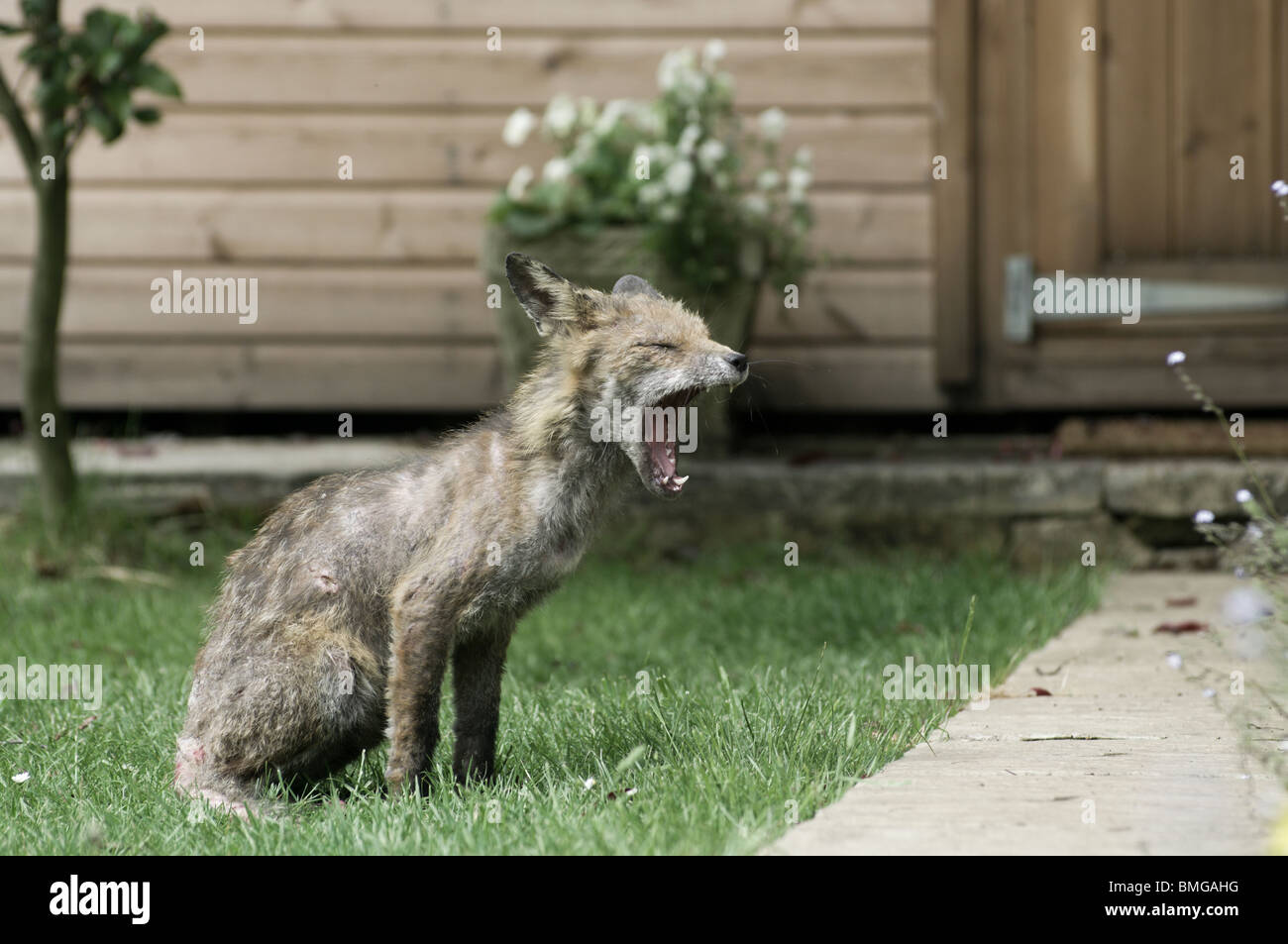 A mangy fox in an urban garden Stock Photo - Alamy