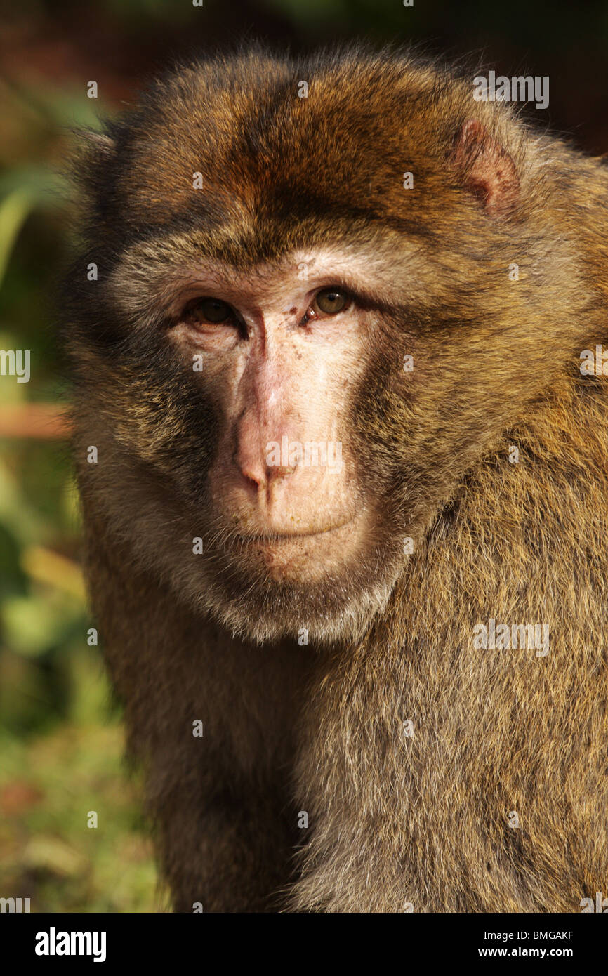 Barbary Macaque at Trentham Monkey Forest, UK Stock Photo - Alamy
