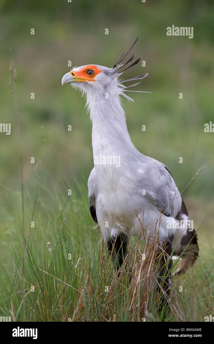 Secretary bird, Sagittarius serpentarius Stock Photo - Alamy